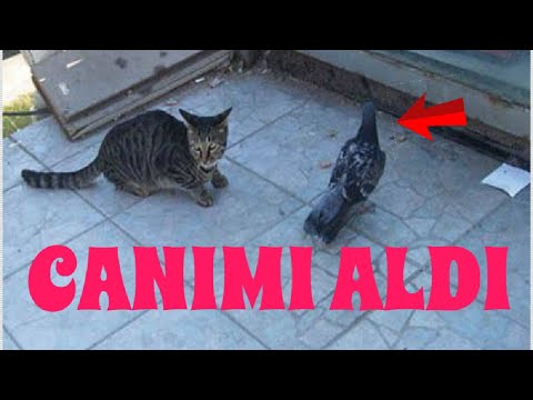 Kaşla Göz Arasında Kedi Güvercin Yedi. ( Cumali Öldü ) 😭