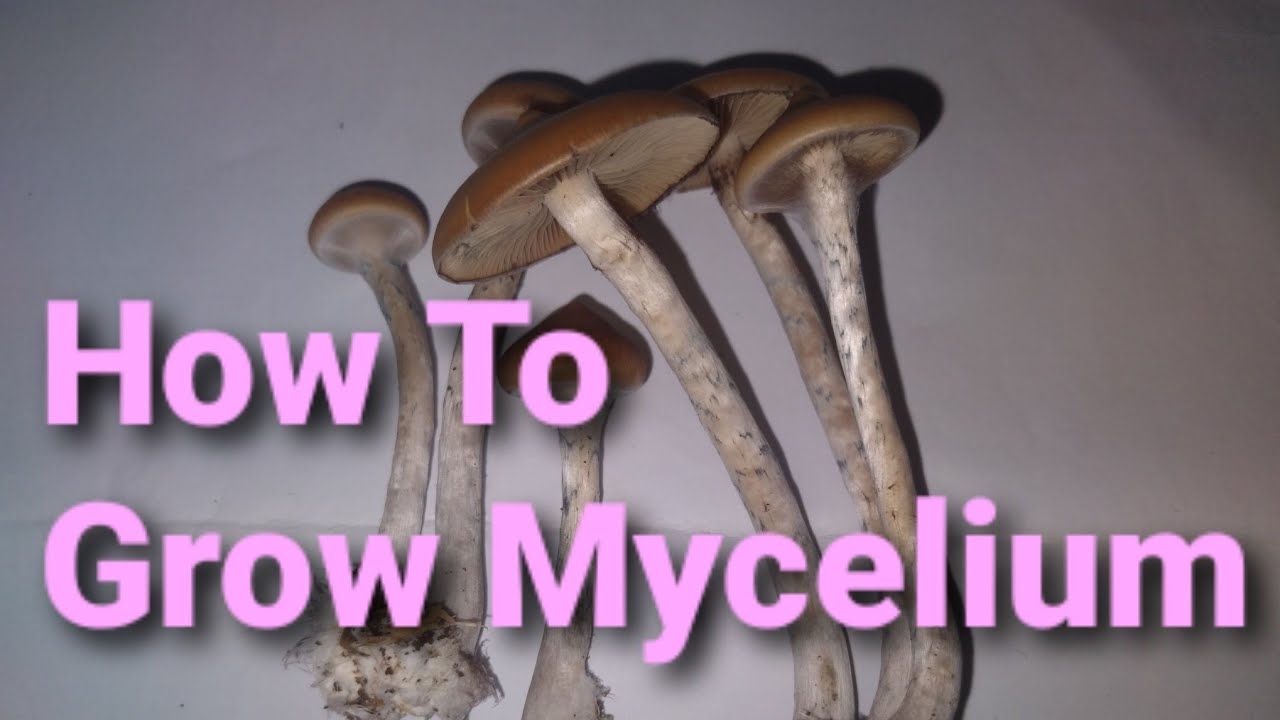 How To Grow MYCELIUM (TUTORIAL) - YouTube