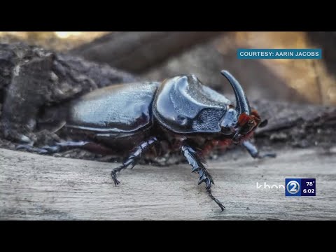 Can Coconut Rhinoceros Beetles Kill Other Palm Trees