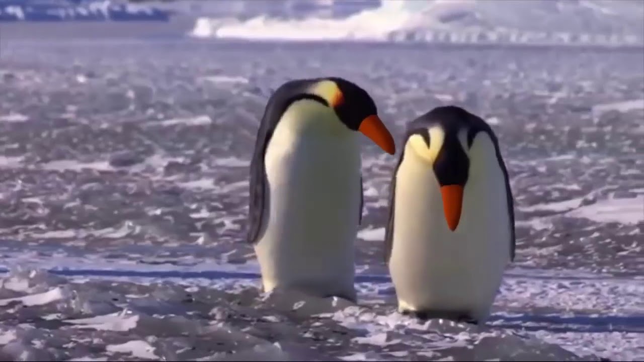 Pingu in real Life mem.e - YouTube