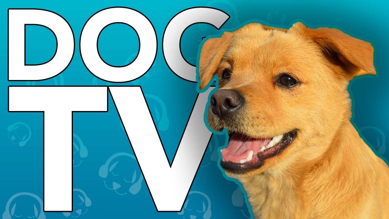 DOG TV - Virtual Beach Walking Adventure Experience! Video For Dogs ...