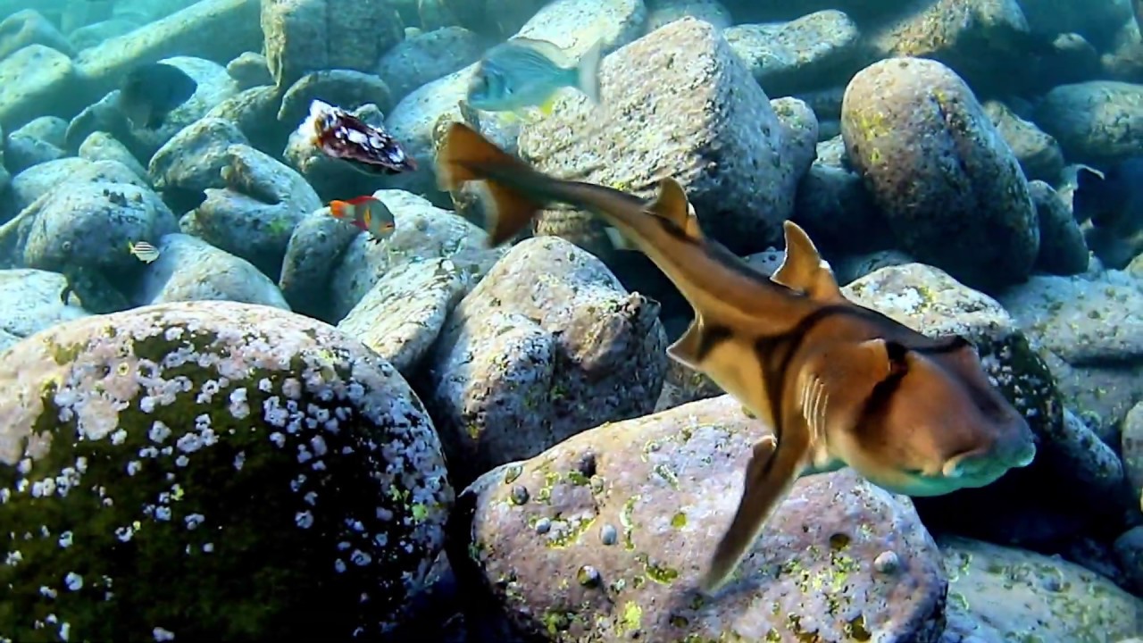 Curious Port Jackson Shark (Heterodontus portusjacksoni) - YouTube