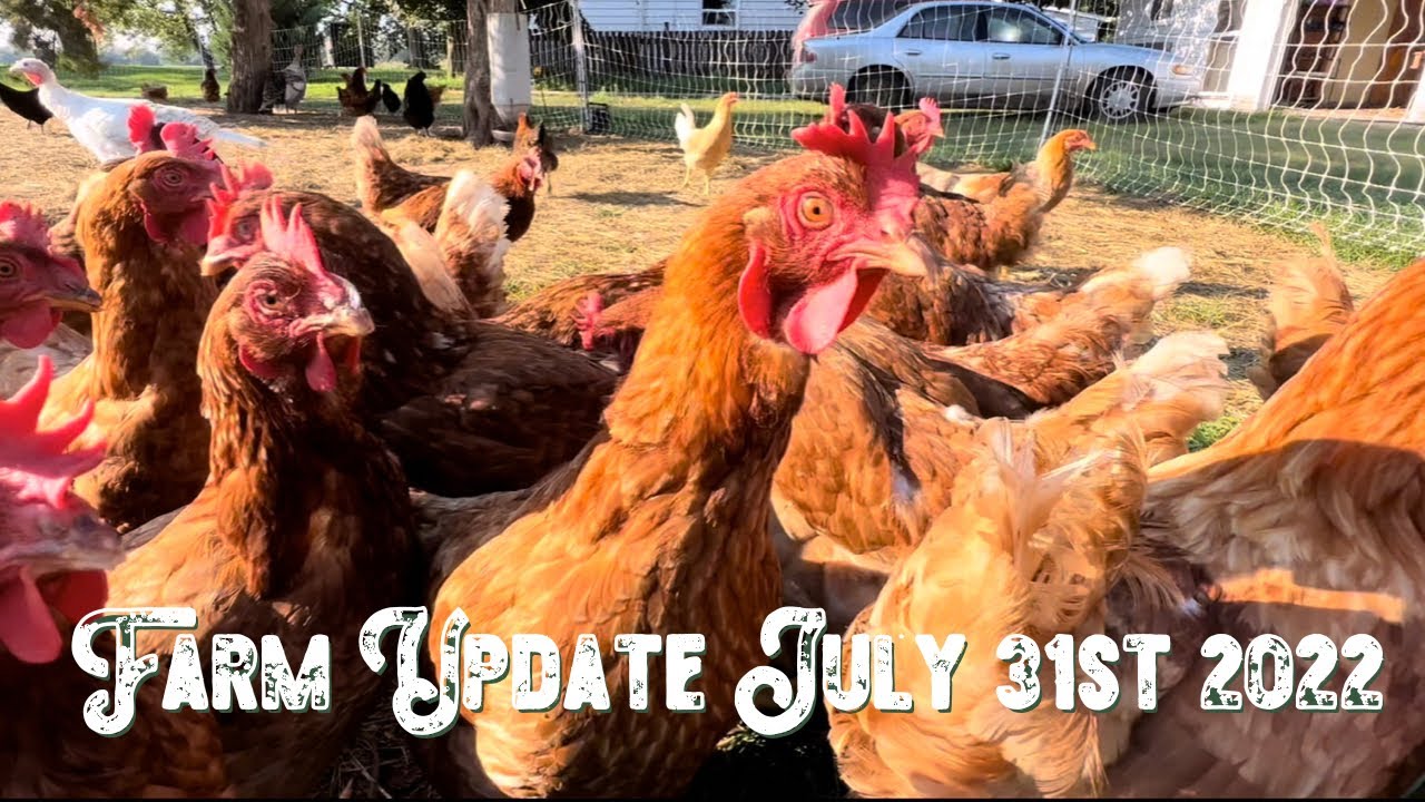 The Shiloh Farm Update: July 31st 2022 - YouTube