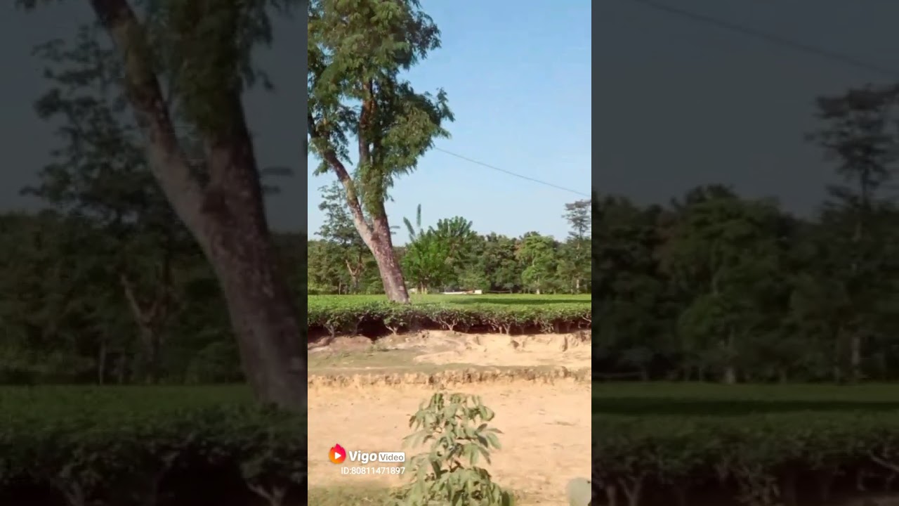 Chai Patti ki kheti - YouTube