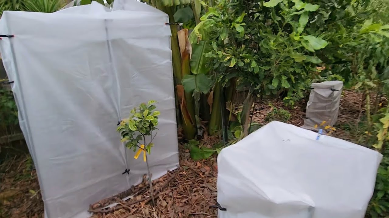 Winter Tropical Fruit Tree Protection Finally Completed!! - YouTube
