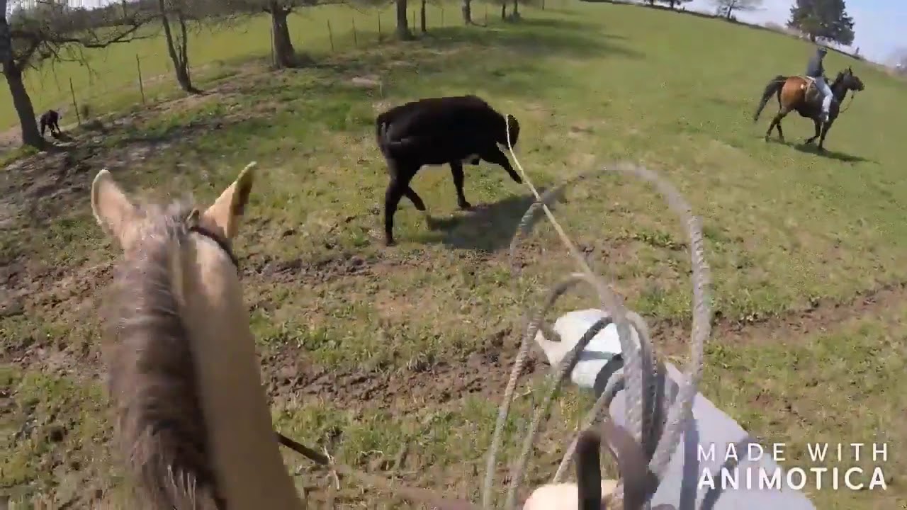 Catching Wild Steer - YouTube