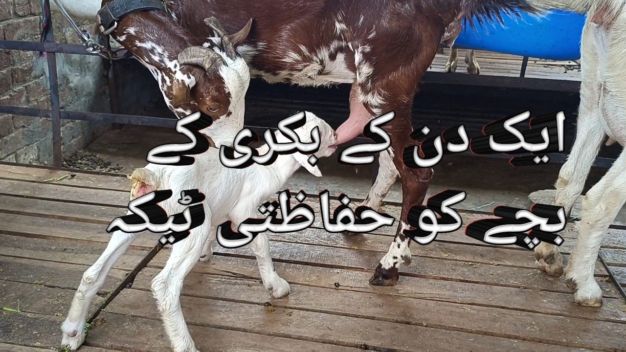 small baby goat hifazti injection - YouTube