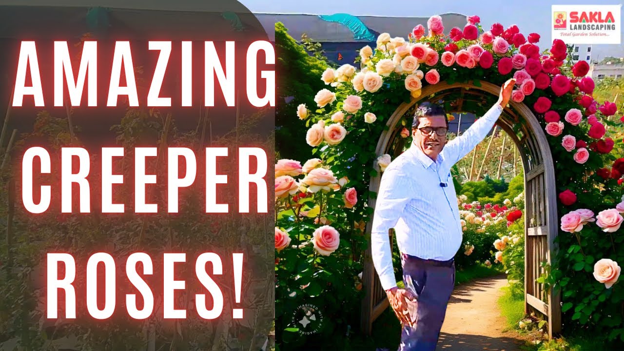 Perfect Creeper Rose Varieties for Your Home Garden | Sakla Nursery ...