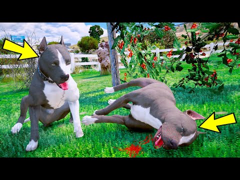 YAVRU PİTBULL HASTALANIYOR!(ÖLECEK Mİ?) - GTA 5