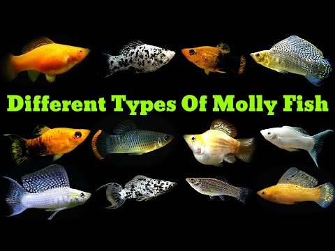 Top 14 Types Of Molly Fish