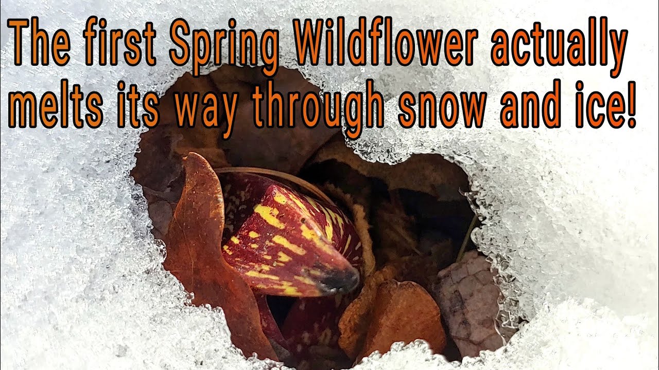 Skunk Cabbage melts snow and ice! Five Fascinating Facts you should ...