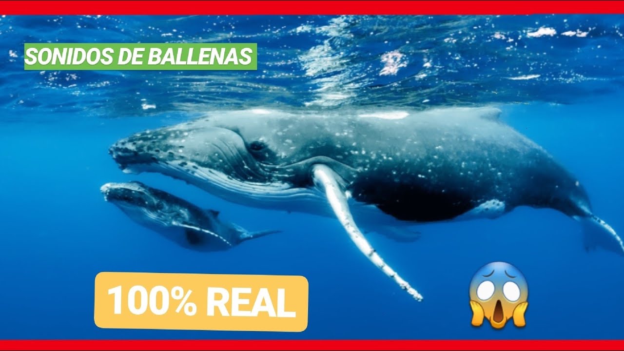 SONIDO DE BALLENAS [100% Real!!] 😱| WHALES SONG | RELAX MEDITATION ...