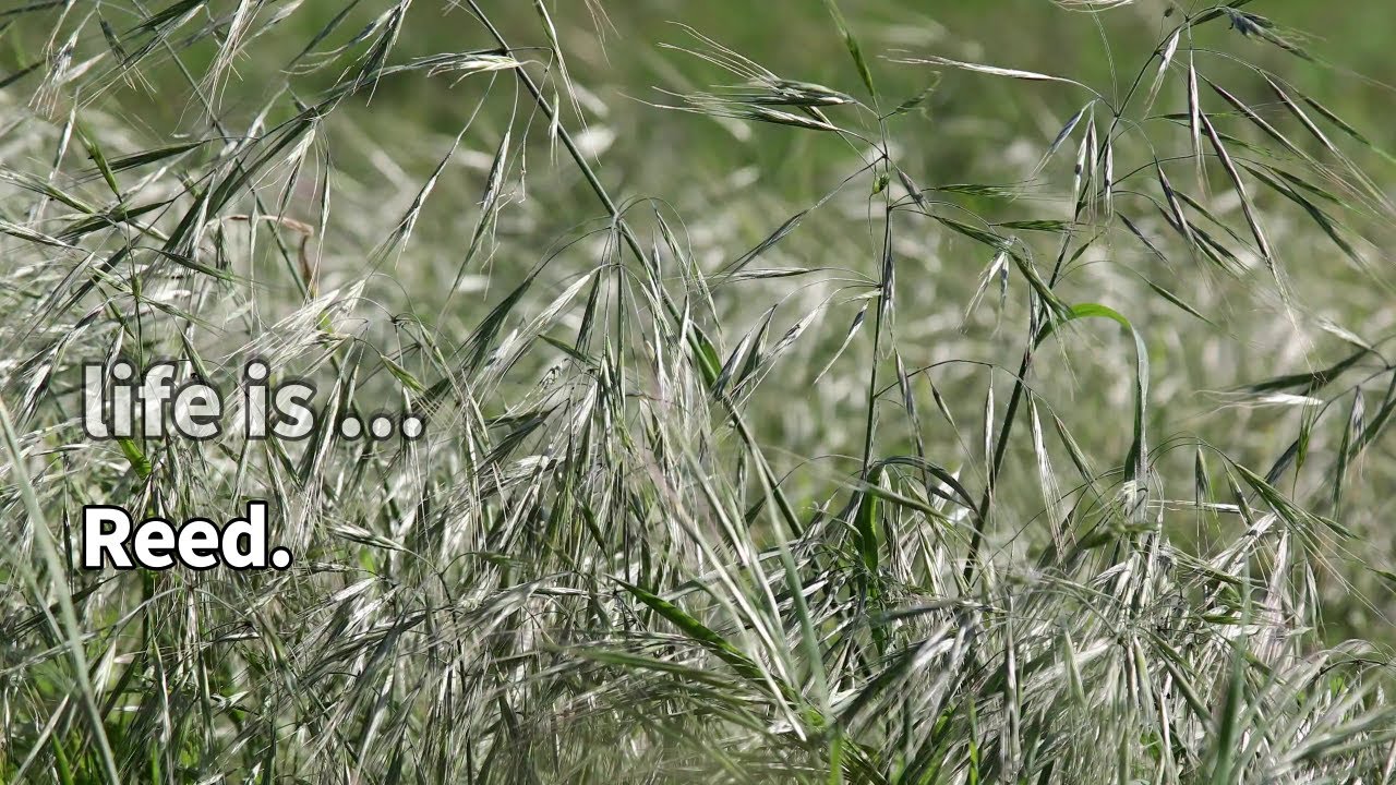 La Campanella by Romuald Greiss ( Franz Liszt ) - YouTube