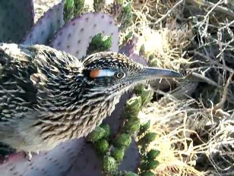 Hand Feeding a Roadrunner...newly hatched chicks to see, too!!! - YouTube