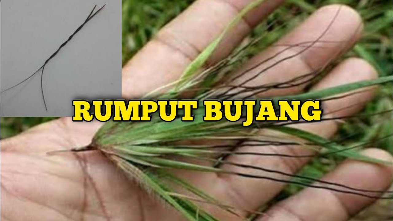 Rumput bujang (bulu perindu Kalimantan) - YouTube