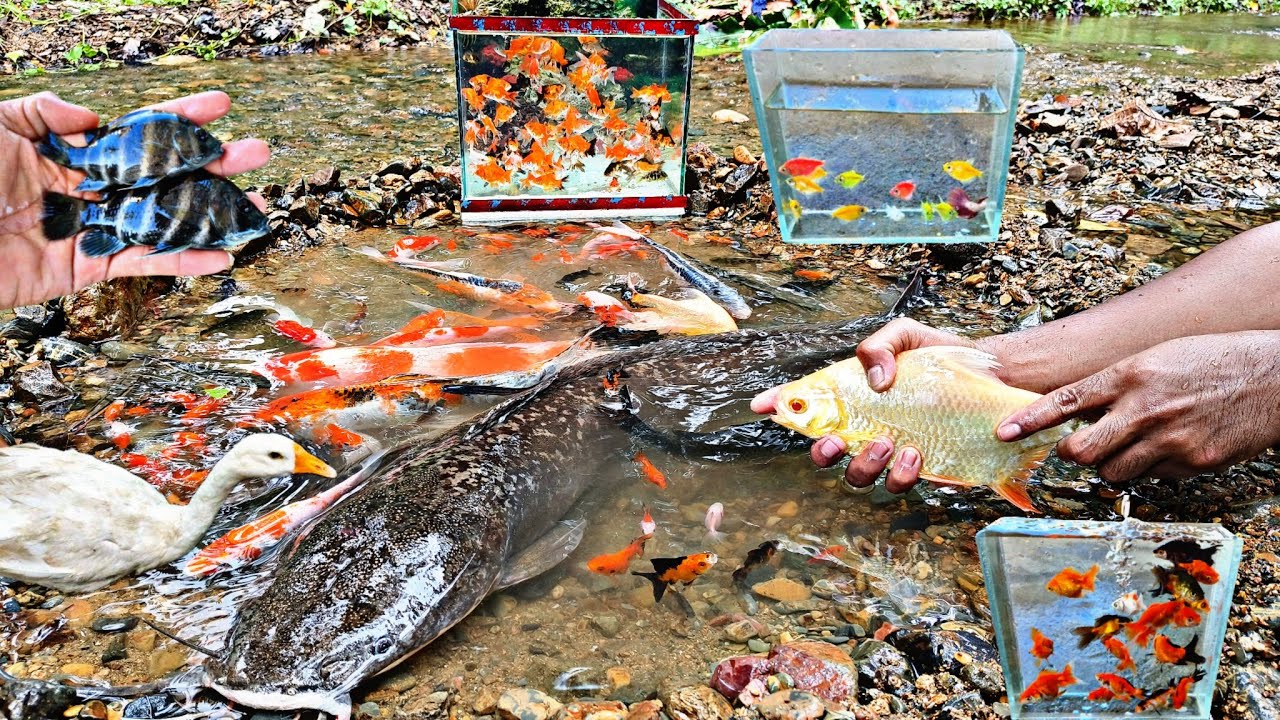 Catch colorful ornamental fish, toman fish, catfish, glofish, molly ...
