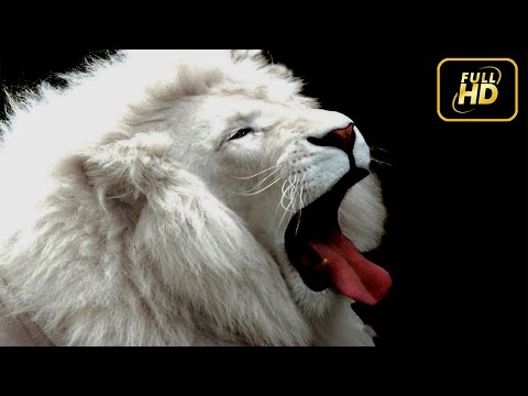 Animal Planet - Extremely Rare White Lion Cubs - Best Documentary