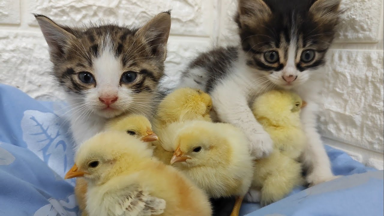 Sweety family || Kittens and chicks 🐥😺 - YouTube