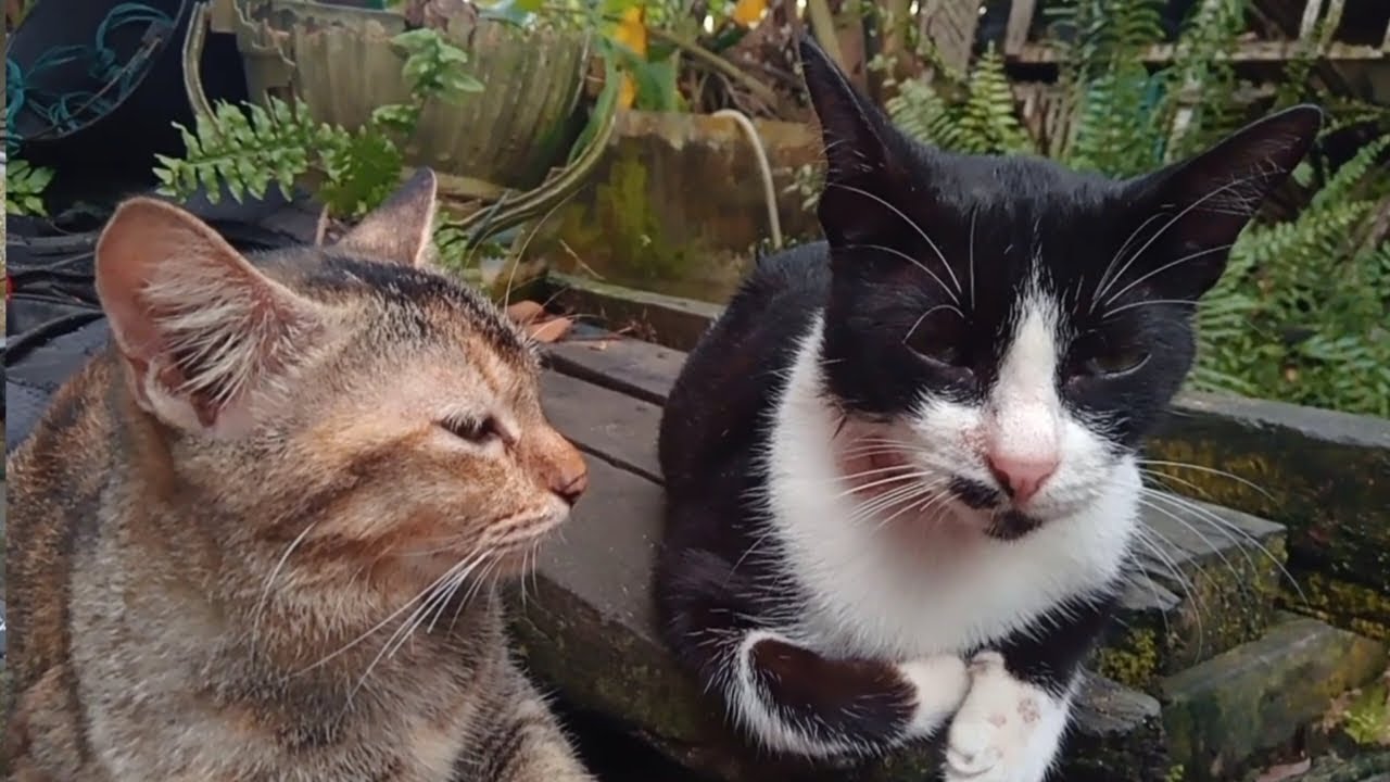 Cute Cat Moments Part 2 - YouTube