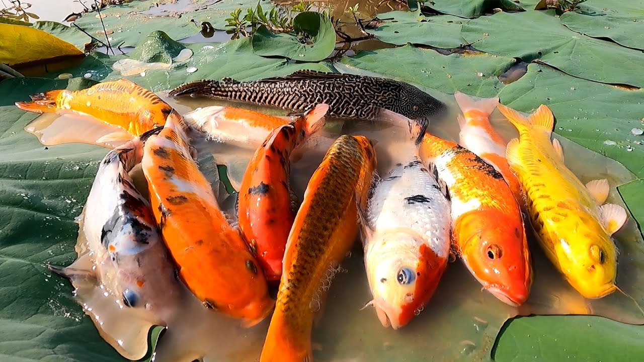 Amazing Unbelievable Unique Fishing KOI Fish Catching And Founding A ...