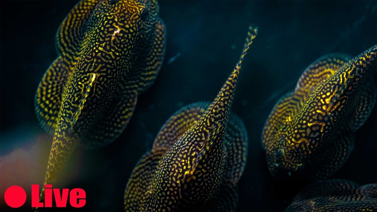 New Fish - Summer Tubs and Breeding - YouTube