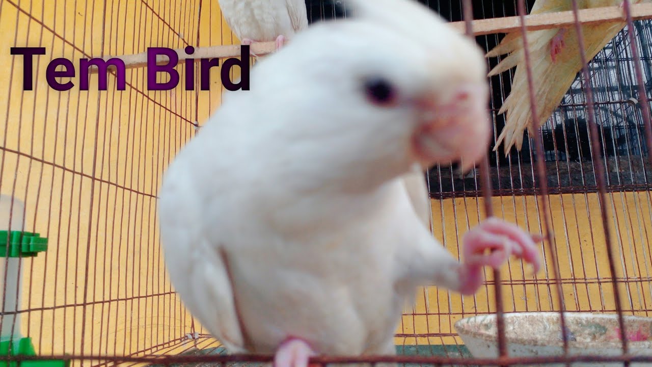 টেম করা পাখি|Tem Bird। kokatel pakhi| Vlog by Shakhawat।। - YouTube