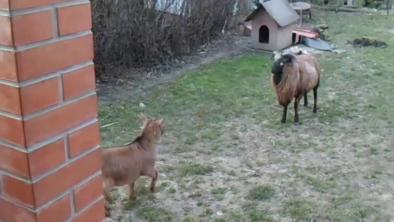 Ram playing with a pygmy goat,Kos játszik egy törpe kecskével - YouTube