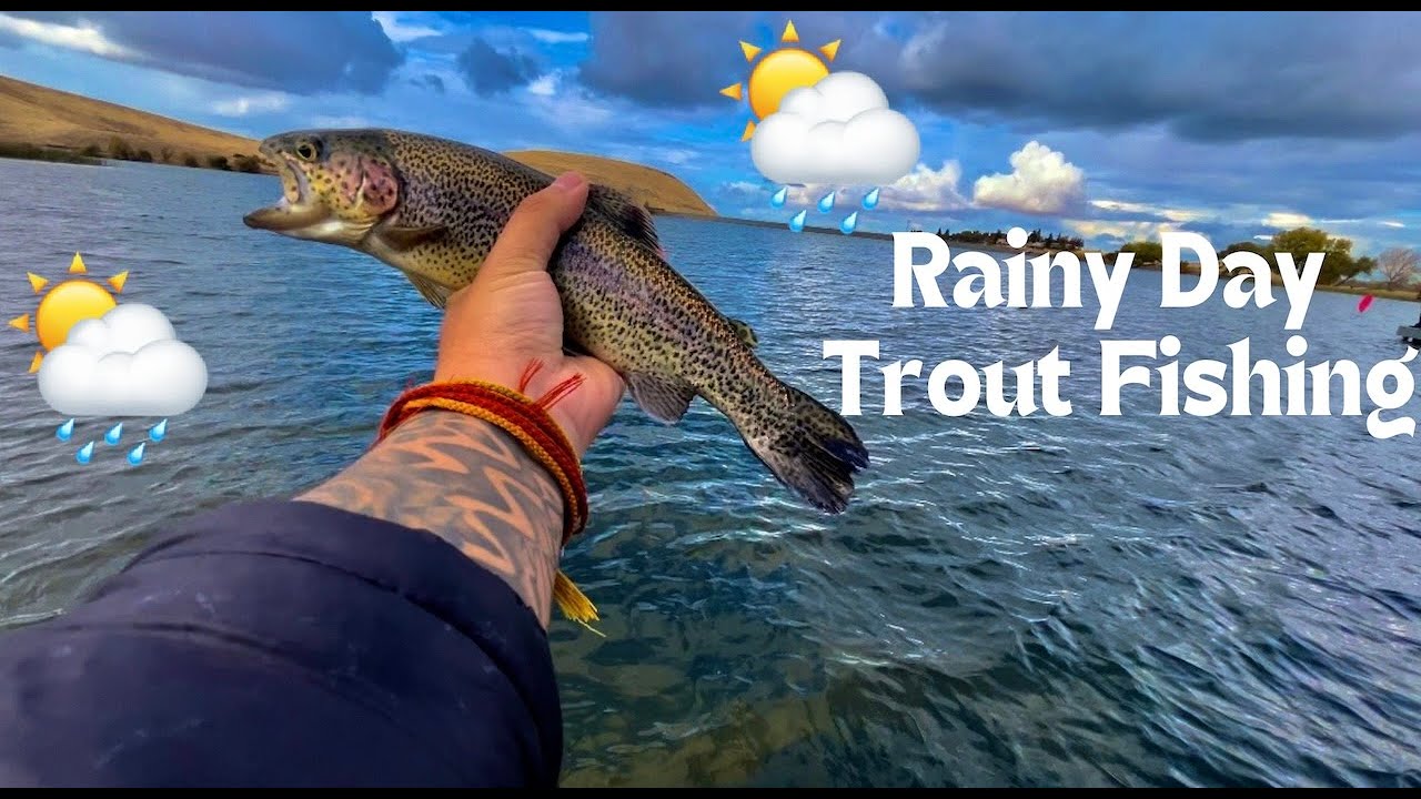Chasing Bay Area Trout on a Rainy Day🌦️ - YouTube