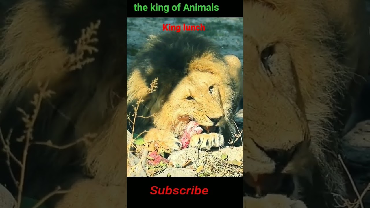 Lion Lunch #shorts |Animals Lovers |Wildlife animals |Lion eating meet ...