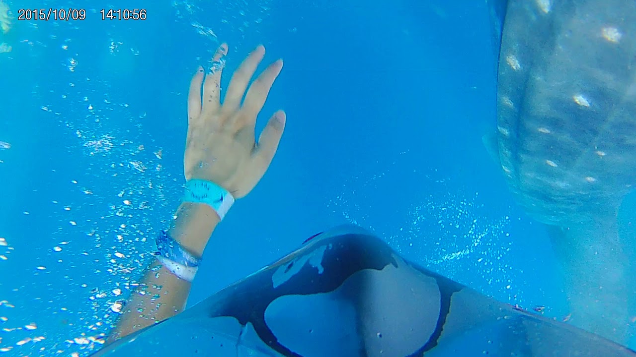 Mitchell whale shark 3 - YouTube