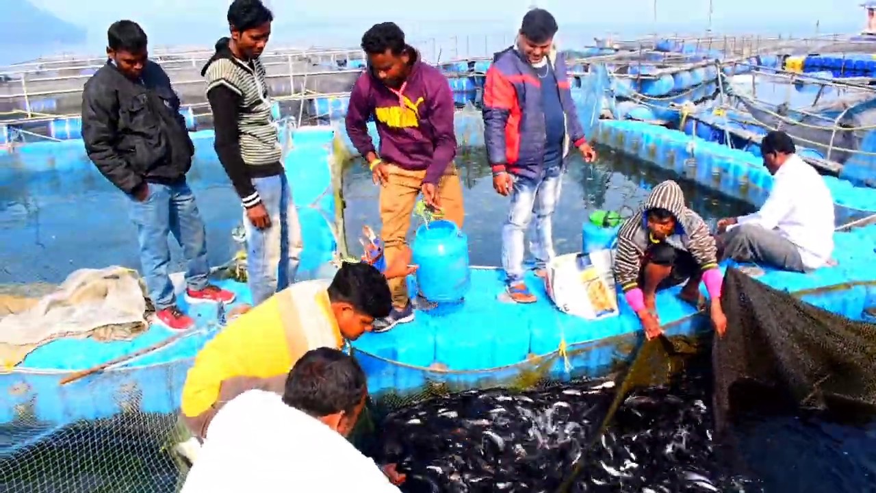 Pangasius Fish Farming Business - YouTube