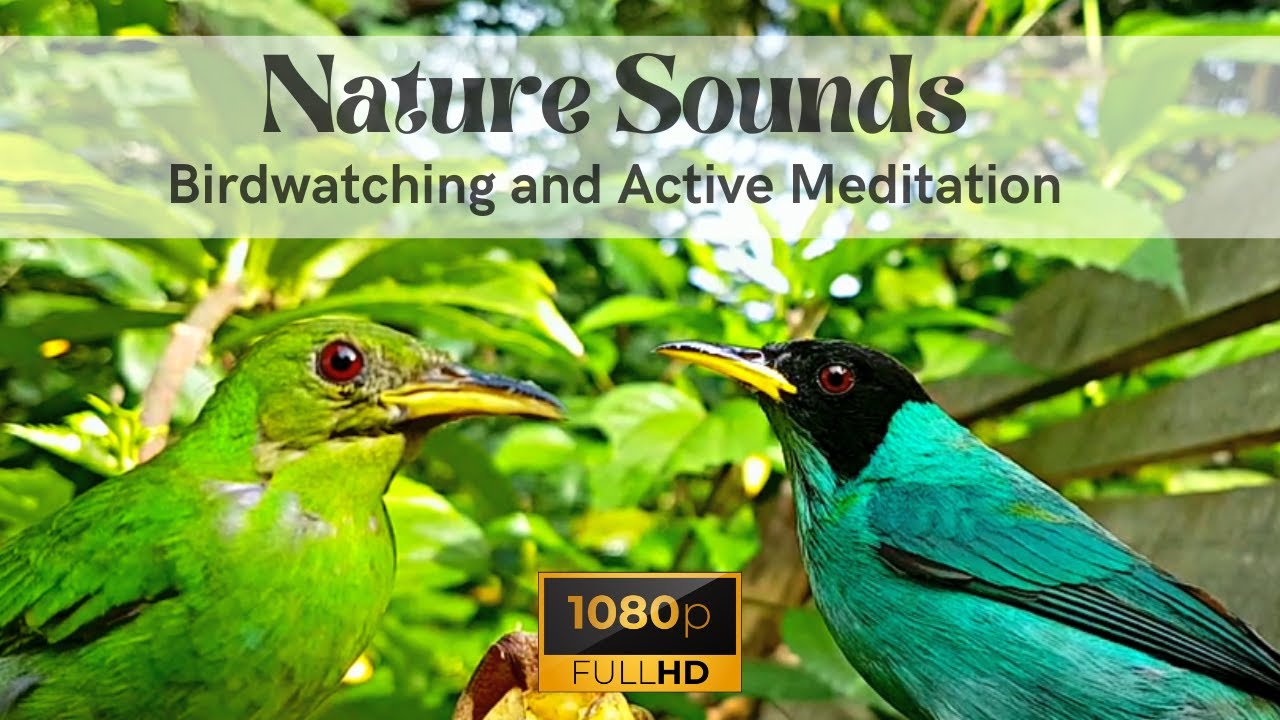 Quick Birding Meditation - Nature Connection for Relaxation - YouTube