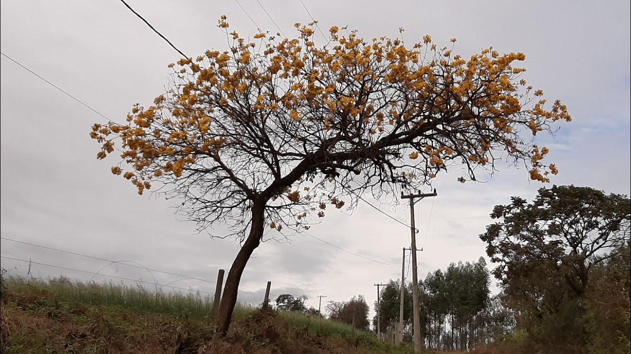 IPÊ AMARELO #ipê - YouTube