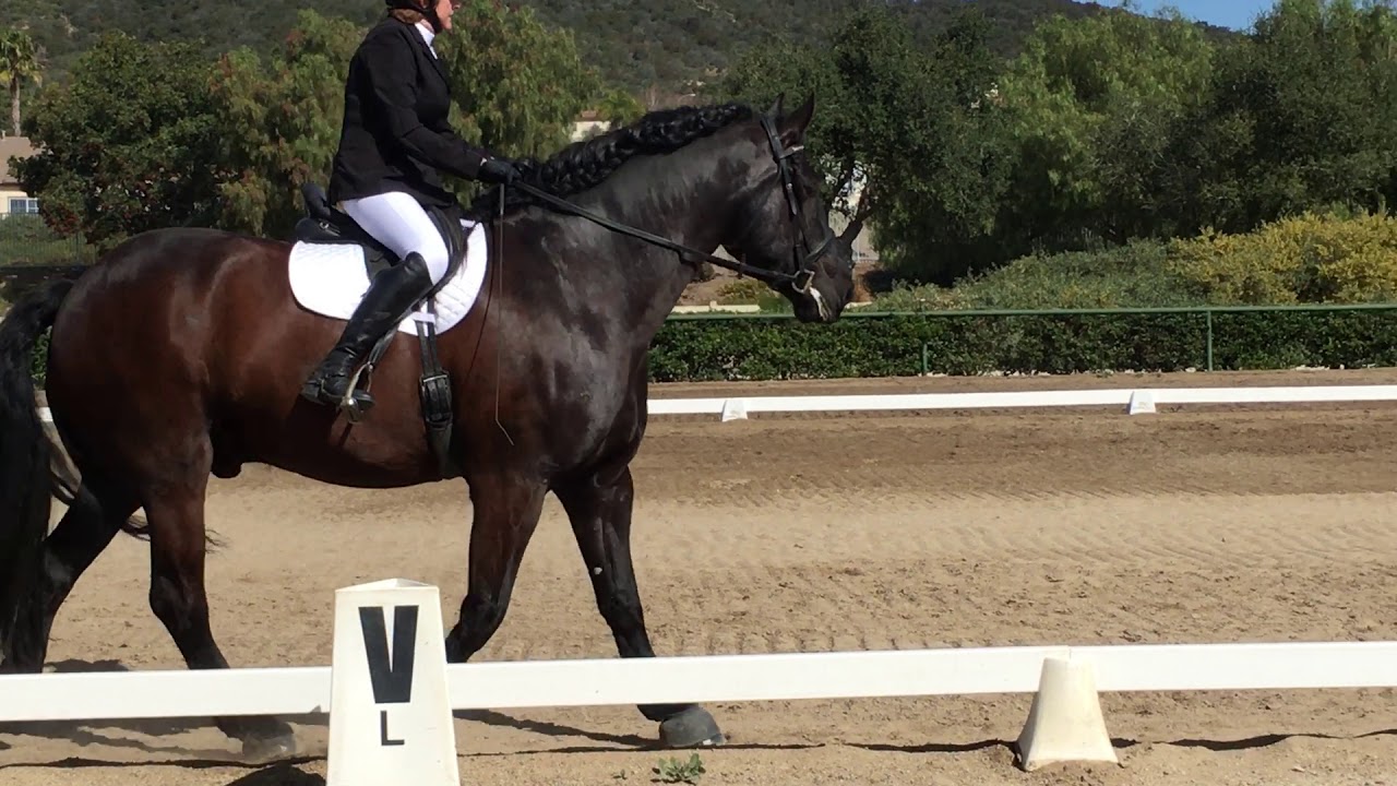 Tyrus, a Friesian Percheron Horse, Competes 2/23/20 Dressage Intro C ...