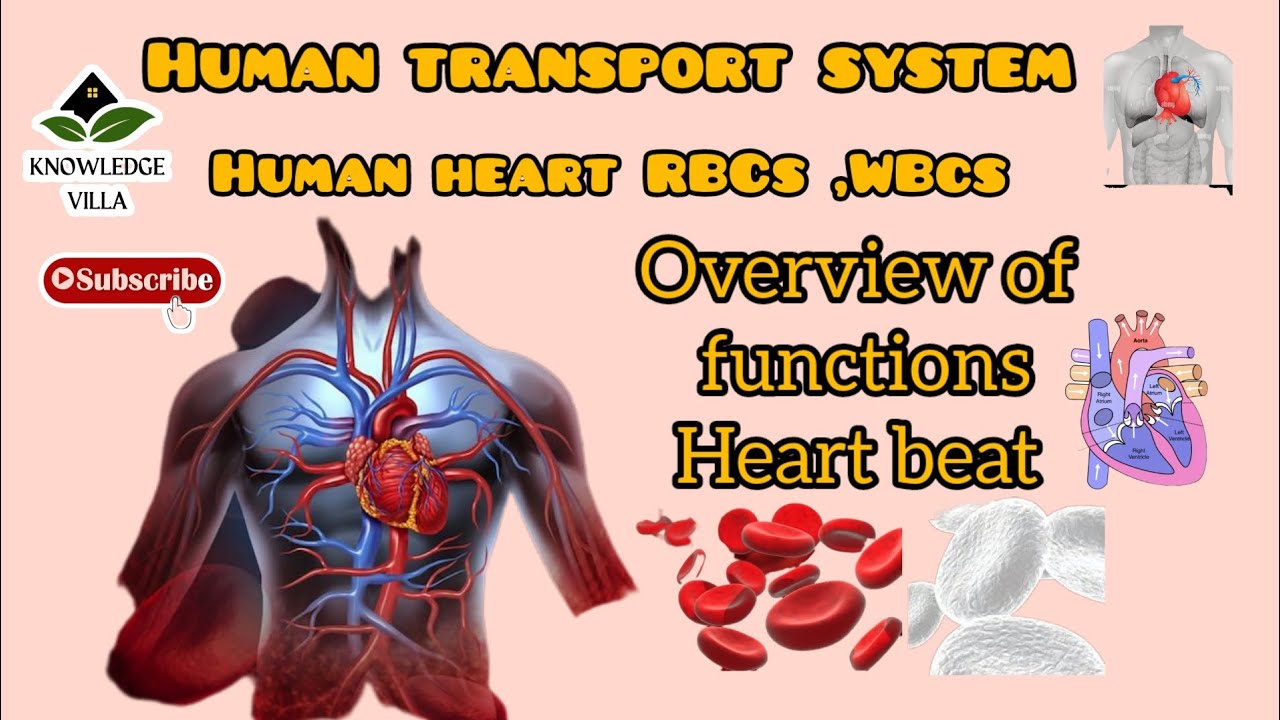 human transport system|heart|knowledge villa|11-11-22| - YouTube