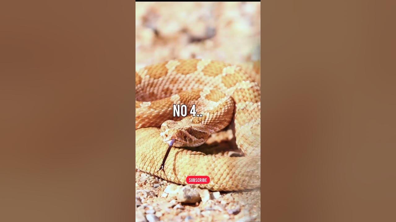 The 5 deadliest animals in the world - YouTube