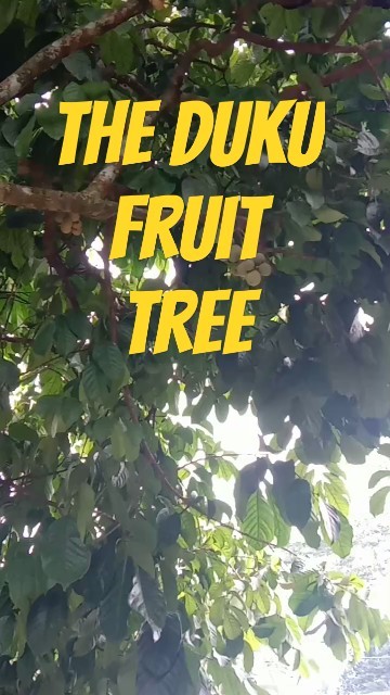 The duku fruit tree is starting to bear fruit various fruit trees in ...