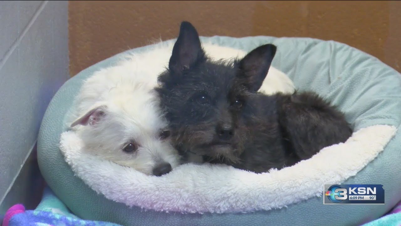 Kansas Humane Society waives adult dog adoption fees for 2 days - YouTube
