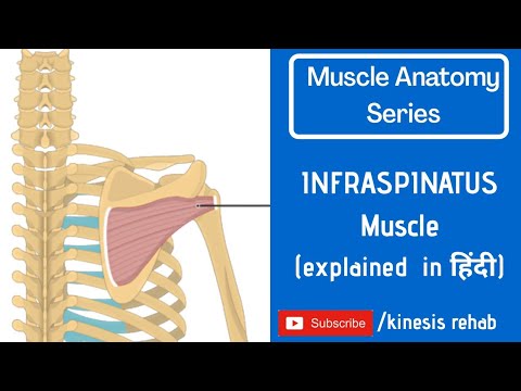 Infraspinatus muscle explained in हिंदी | Infraspinatus test | Muscle ...