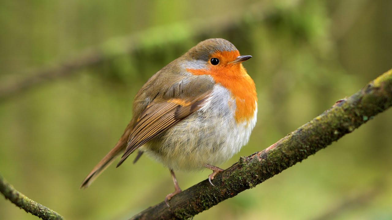 4K. Lovely Robin The Forest Dweller. Sounds of The Forest. #robin #bird ...