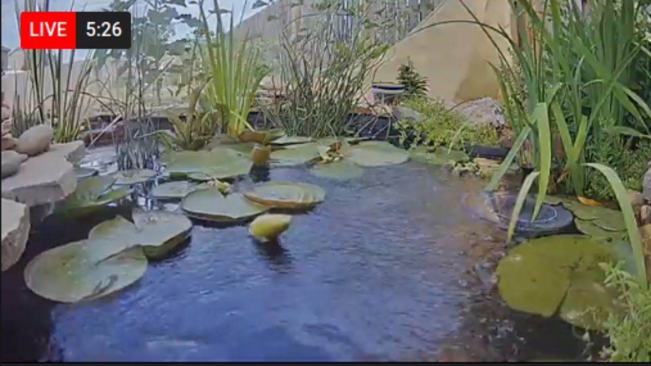 Relaxing garden pond sounds, bird life, 2 hours - YouTube