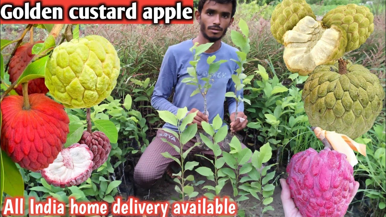 Golden Custard apple & Red Custard apple plant available in my nursery ...