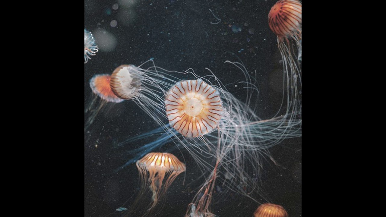 Forhill - Apparition - YouTube