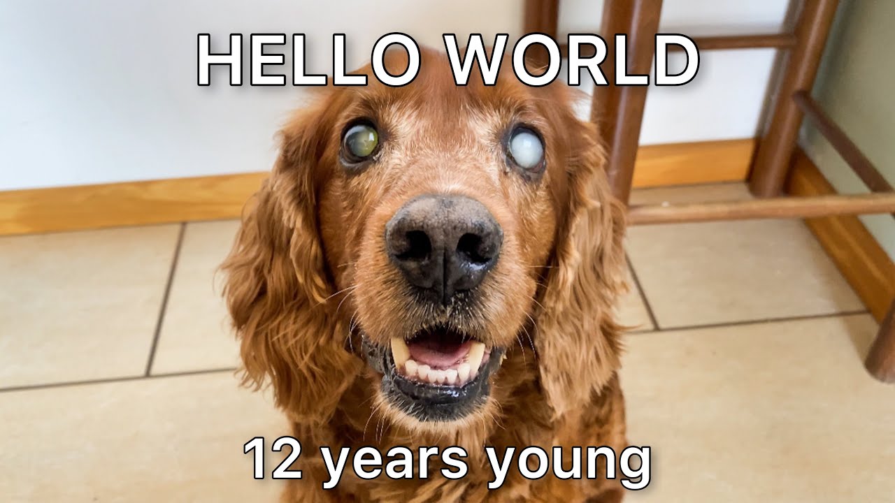 Day In A Life / 12 Years Old Dog - YouTube