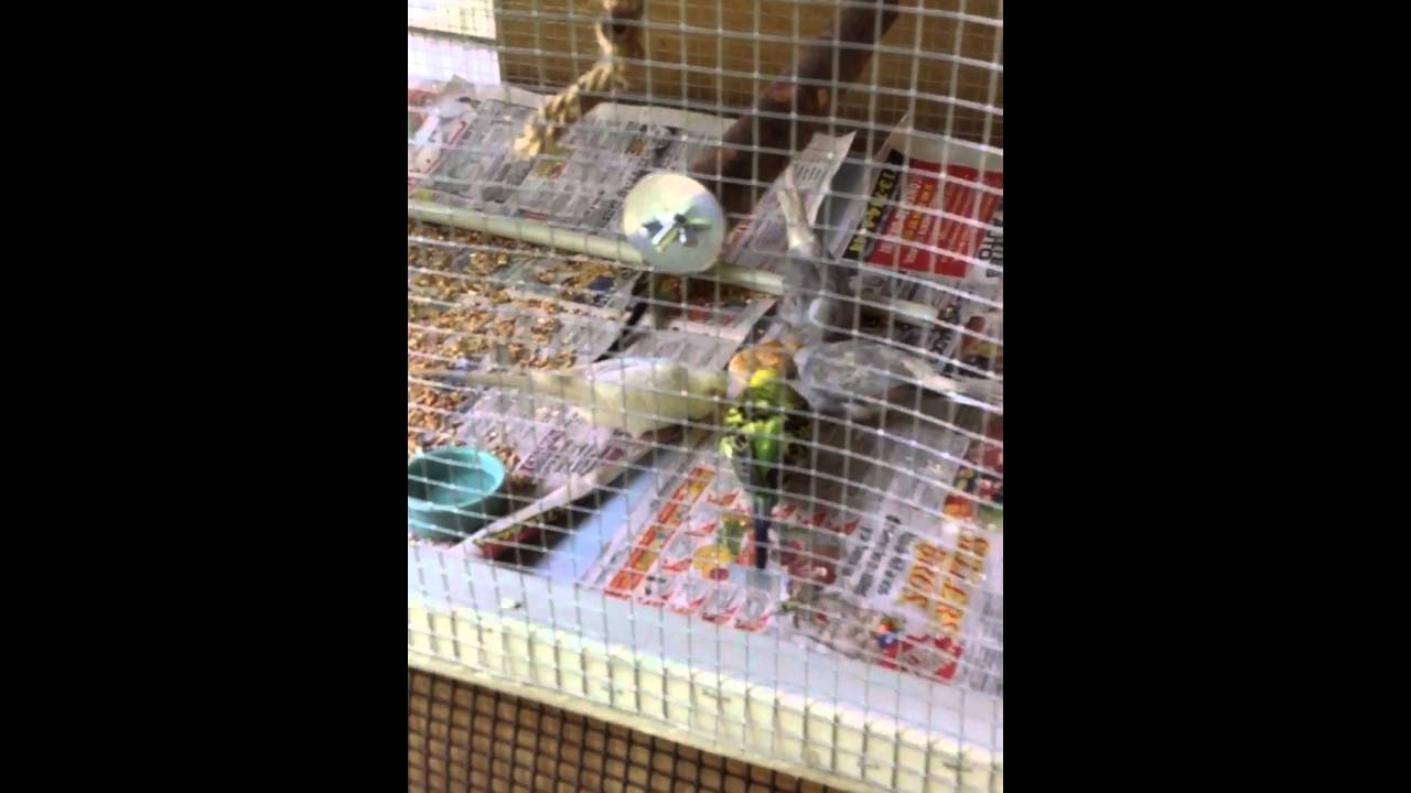 My Big Diamond dove / Parakeet bird cage !! - YouTube