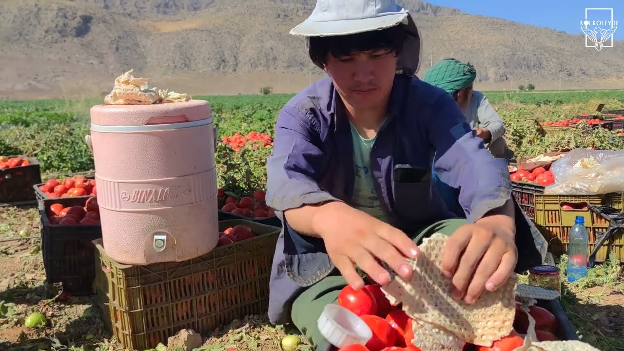Tomato farm with migrant workers🍅- tour a farm and men from Afghanistan in Iran🎥4K - YouTube