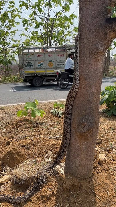 Amazing Snake Python Climbing Tree 😱🐍पहली बार अजगर पेड़ चढ़ते हुए नज़र ...