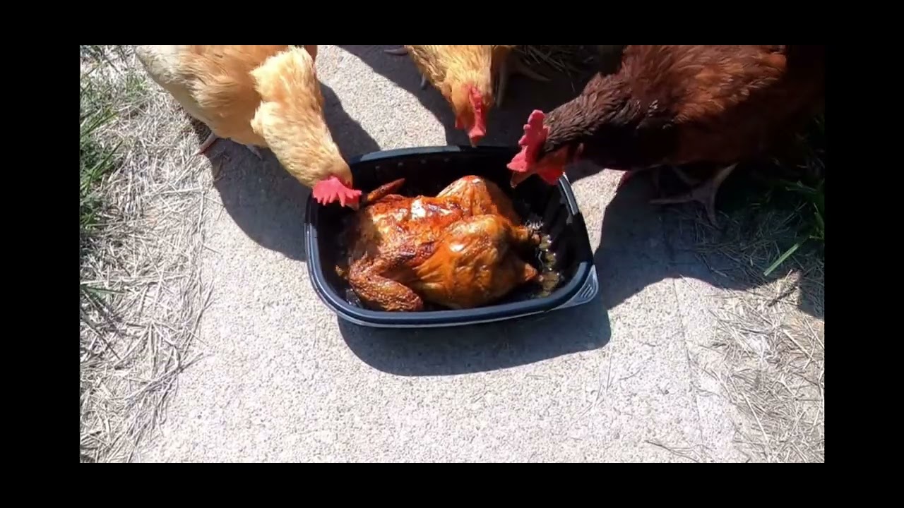 Sigma Chicken Edit - YouTube