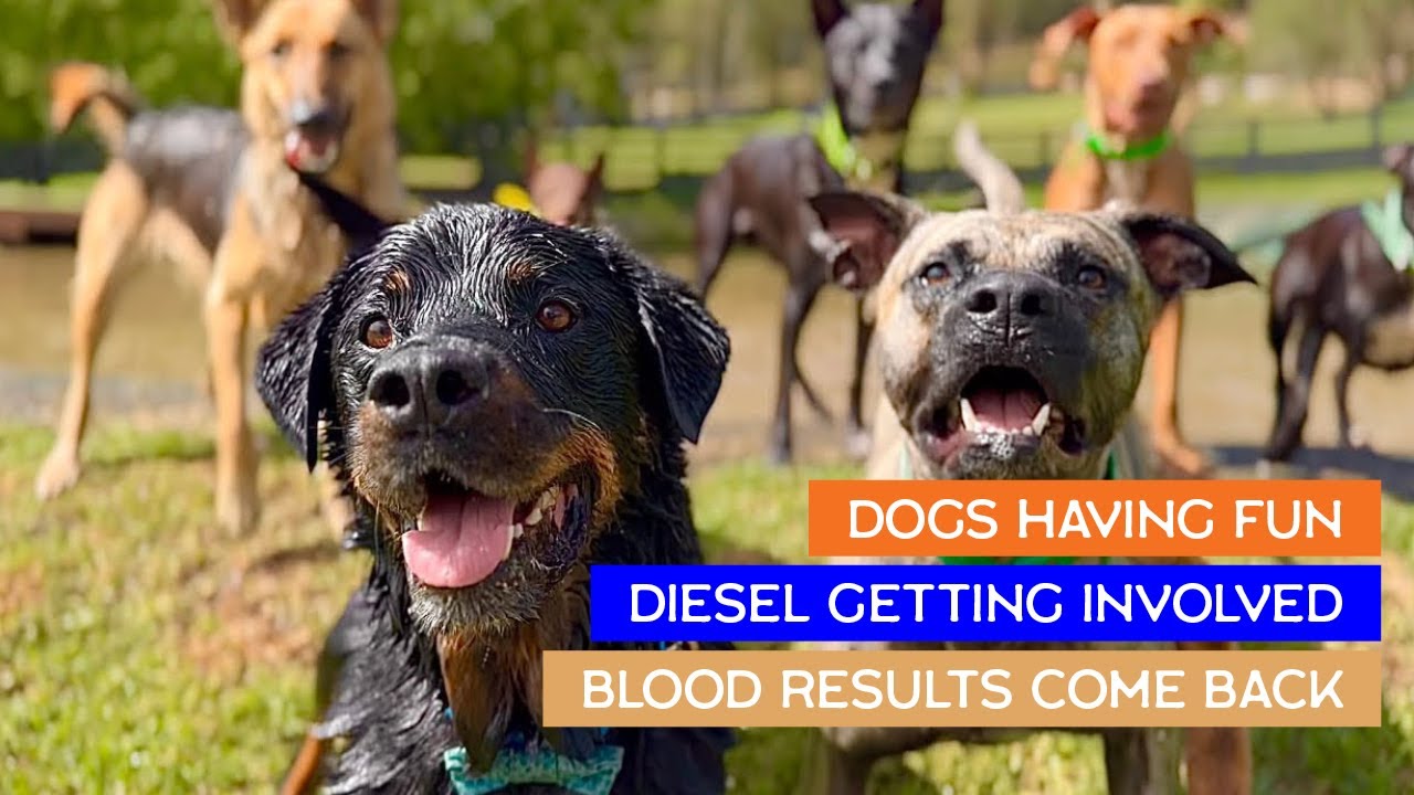 Dogs having fun | Diesel Getting Involved and Blood Results Come Back ...