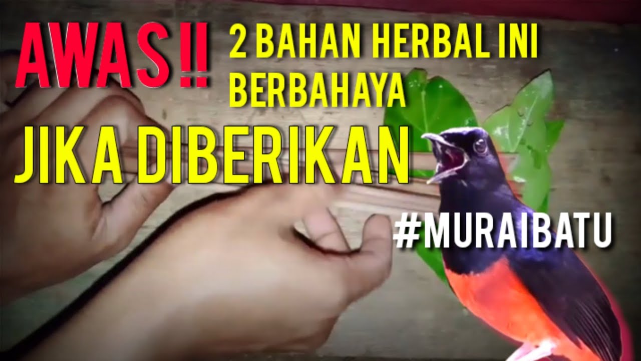 2 BAHAN HERBAL INI BERBAHAYA JIKA DIBERIKAN MURAI BATU ( MANFAAT DAUN ...